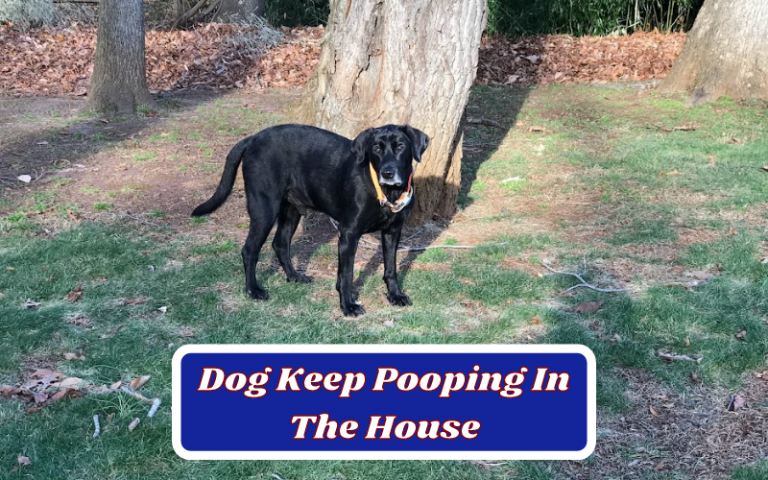 Does Your Dog Keep Pooping In The House - Here's What To Do
