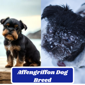 Affengriffon Dog Breed Characteristics, Facts & Information