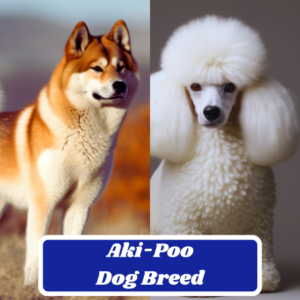Aki-poo Dog Breed Characteristics, Information & Facts