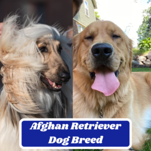 Afghan Retriever Dog Breed Facts, Information & Characters