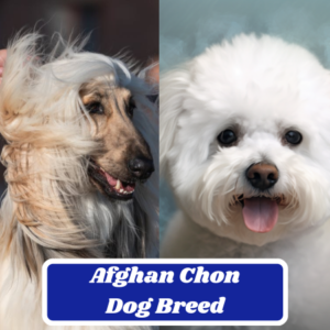 Afghan Chon Dog Breed Facts, Information & Characteristics