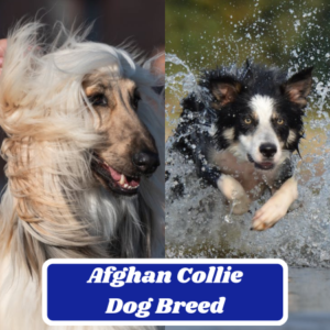 Afghan Collie Dog Breed Facts, Information & Characters