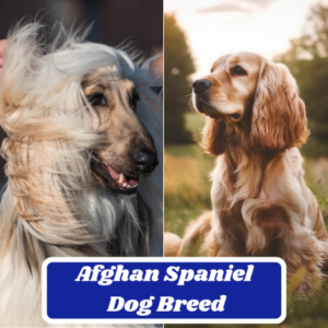 Afghan Spaniel Dog Breed Facts, Information & Characteristics