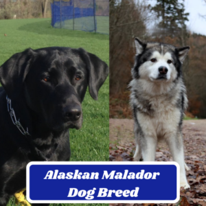 Alaskan Malador Dog Breed: Information, Appearance, and Characteristics