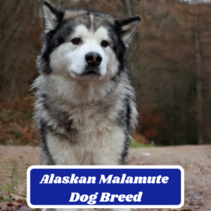 Alaskan Malamute Dog Breed: Information, Appearance, and Characteristics